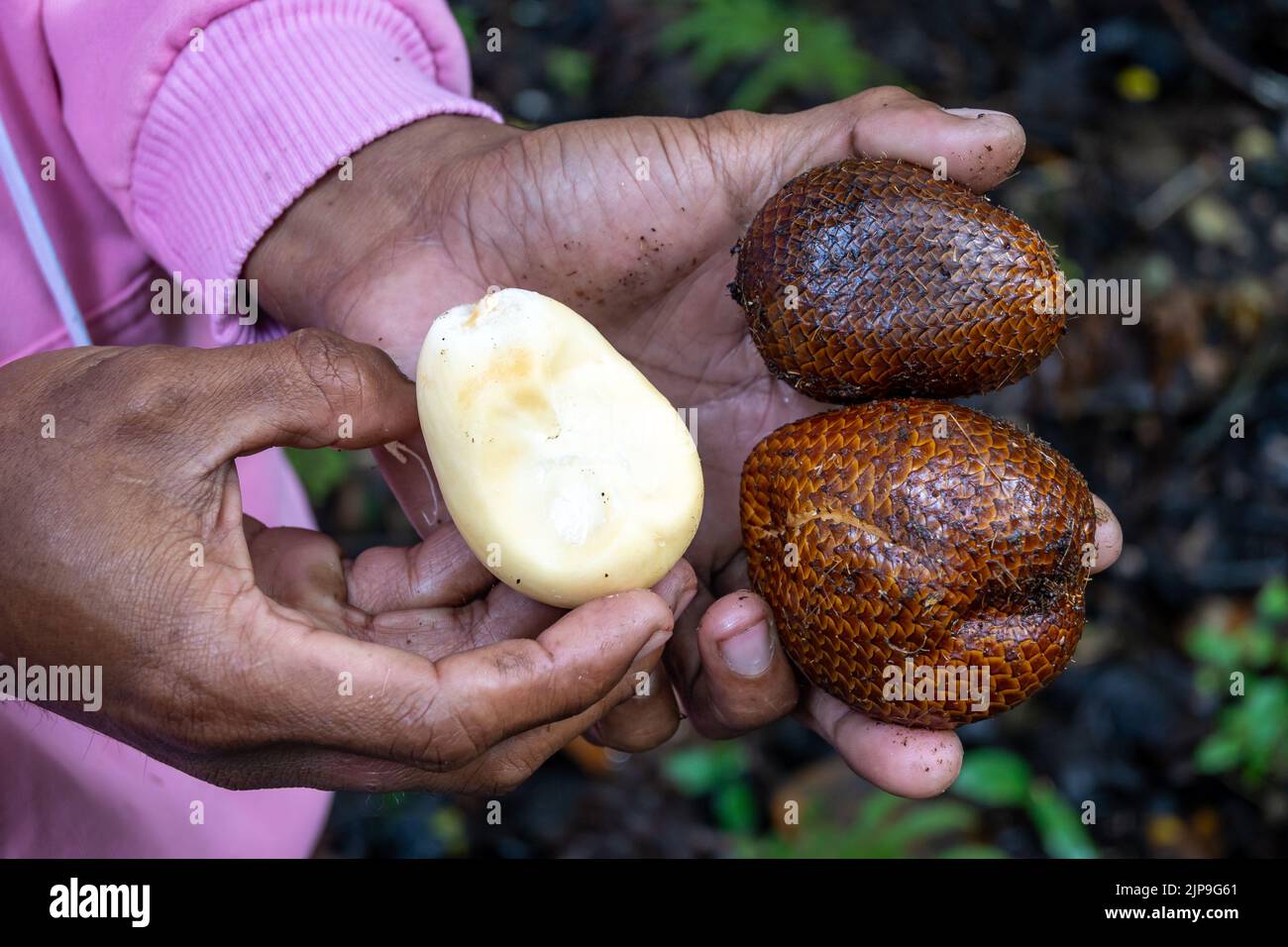 Fruits of Salak (Salacca zalacca), or Snake fruit, held in the hands of ...