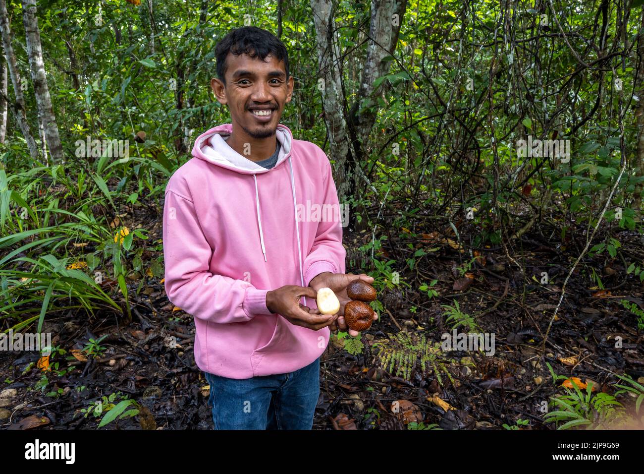 Fruits of Salak (Salacca zalacca), or Snake fruit, held in the hands of ...