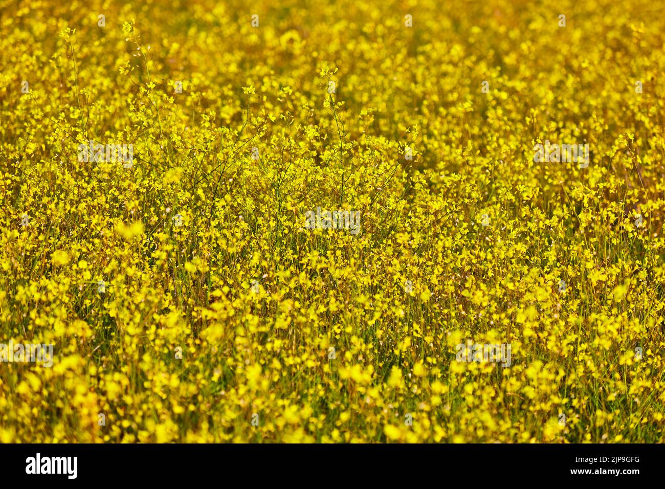 First yellow flowers to bloom in spring. Colorful season background ...