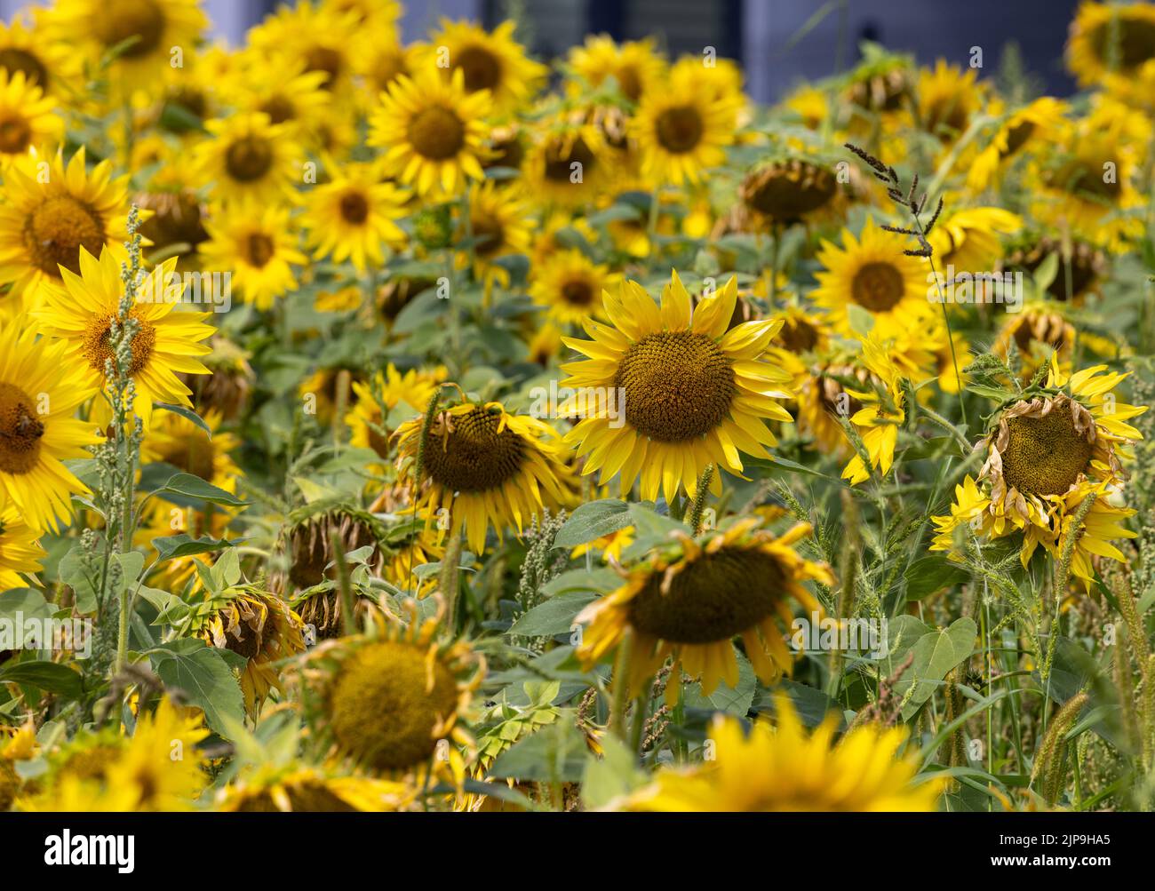 Yellow Sunflowers growing in a field. Natural sunflower background ...