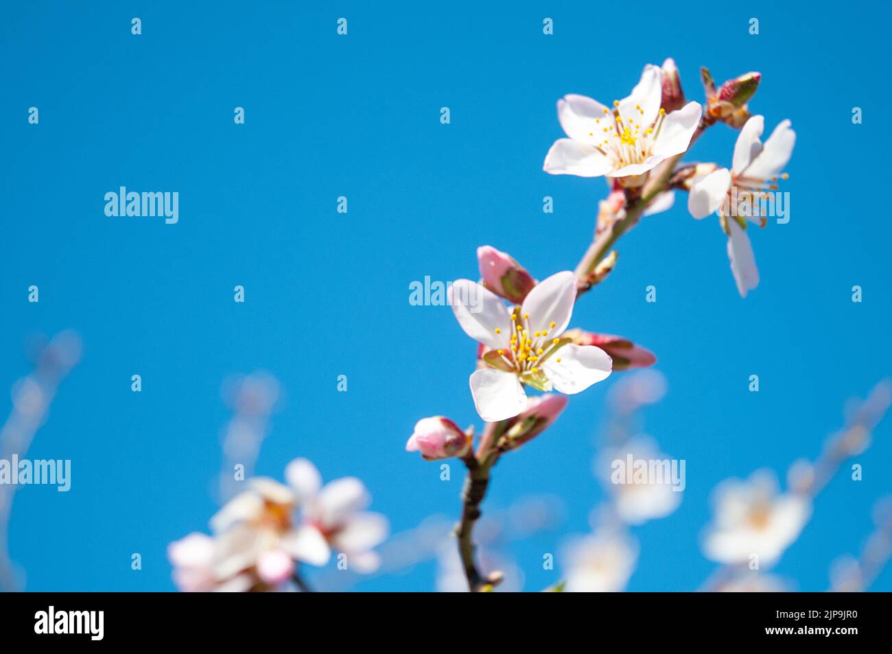 Close up almond flowers hi-res stock photography and images - Alamy
