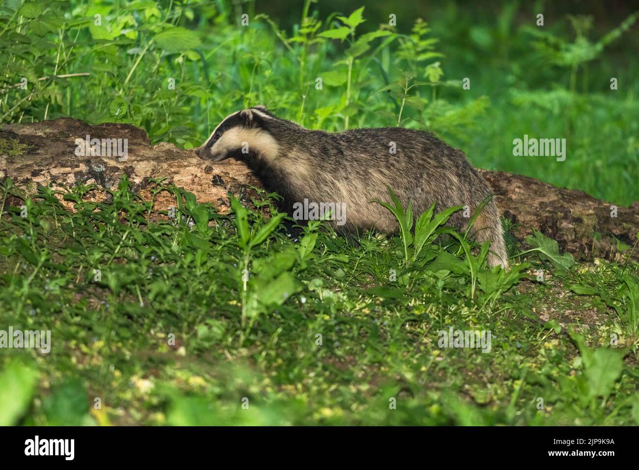 Adult male Badger (Meles meles) on a nature reserve in the ...