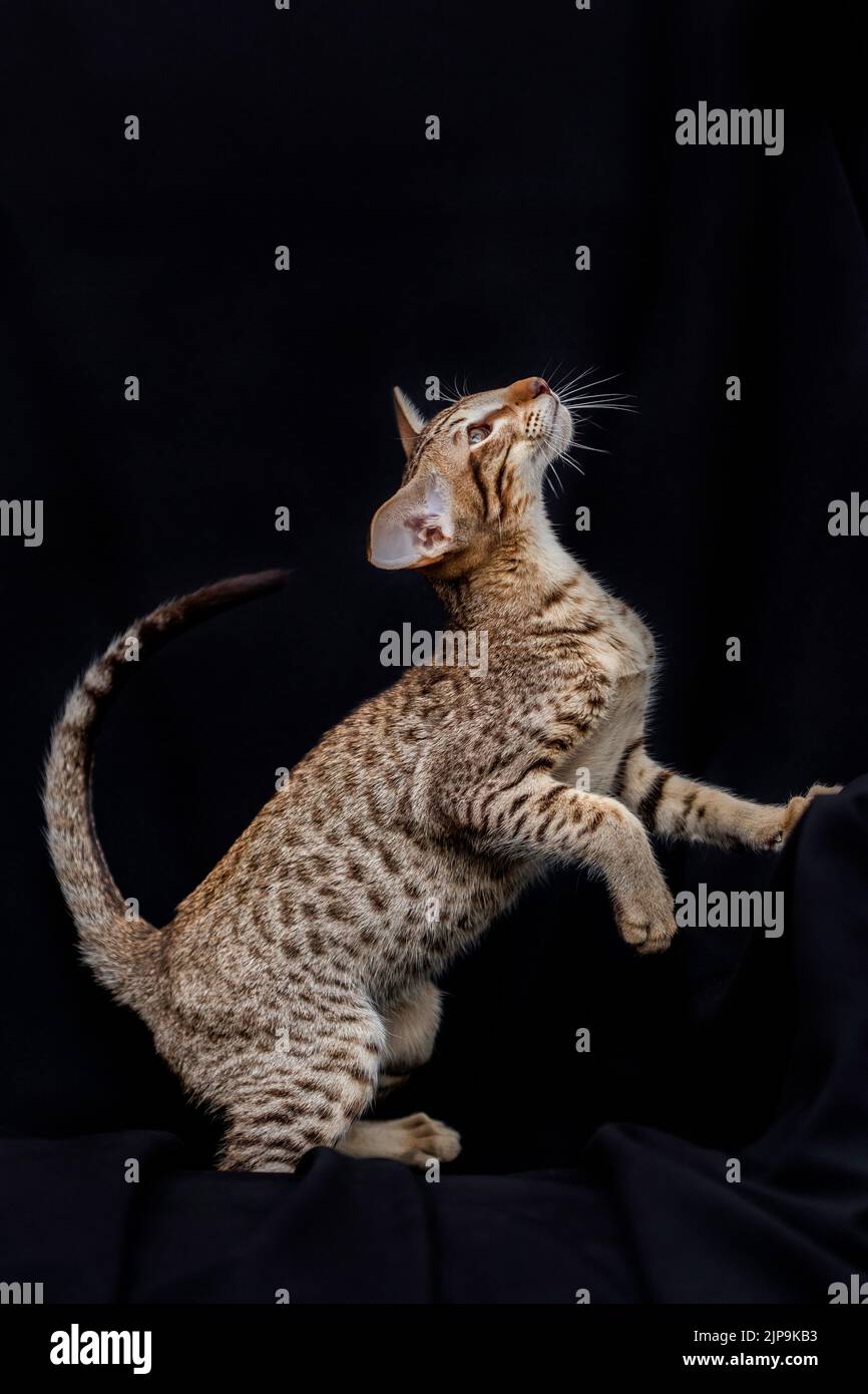 purebred cat, orientalisch kurzhaar, purebred cats Stock Photo - Alamy