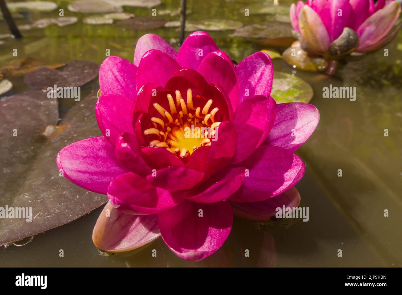Water lily Perrys Baby Red, Hereford UK. August 2022 Stock Photo - Alamy