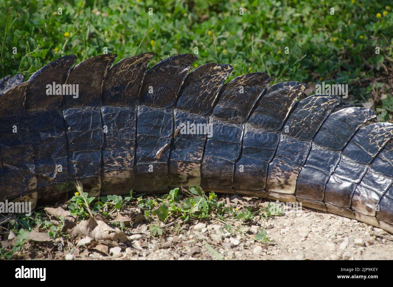 Close-up of a resting alligator's tail showing the details of its armor ...