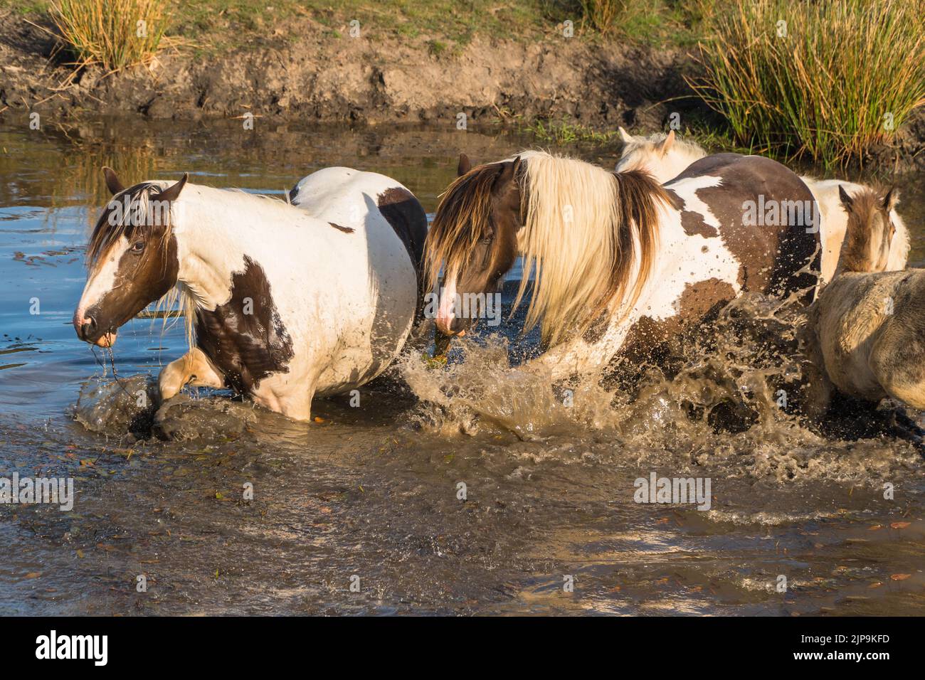 Welsh mountain ponies kicking up water plants to eat. Blaenavon Gwent ...
