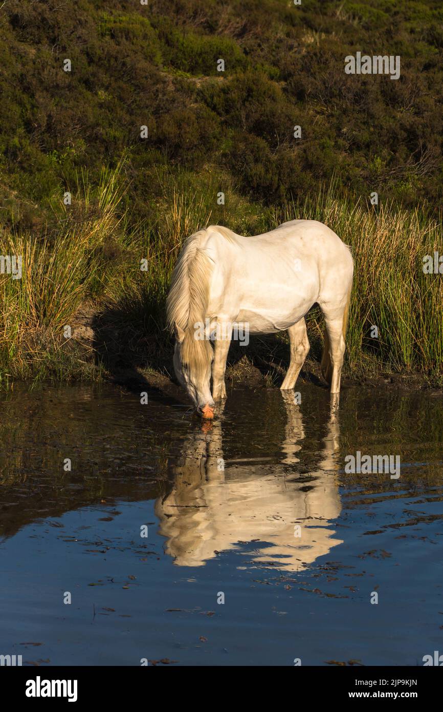 White Welsh mountain pony drinking from lake. Blaenavon Gwent Wales UK ...