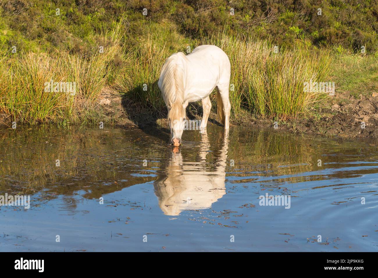 White Welsh mountain pony drinking from lake. Blaenavon Gwent Wales UK ...