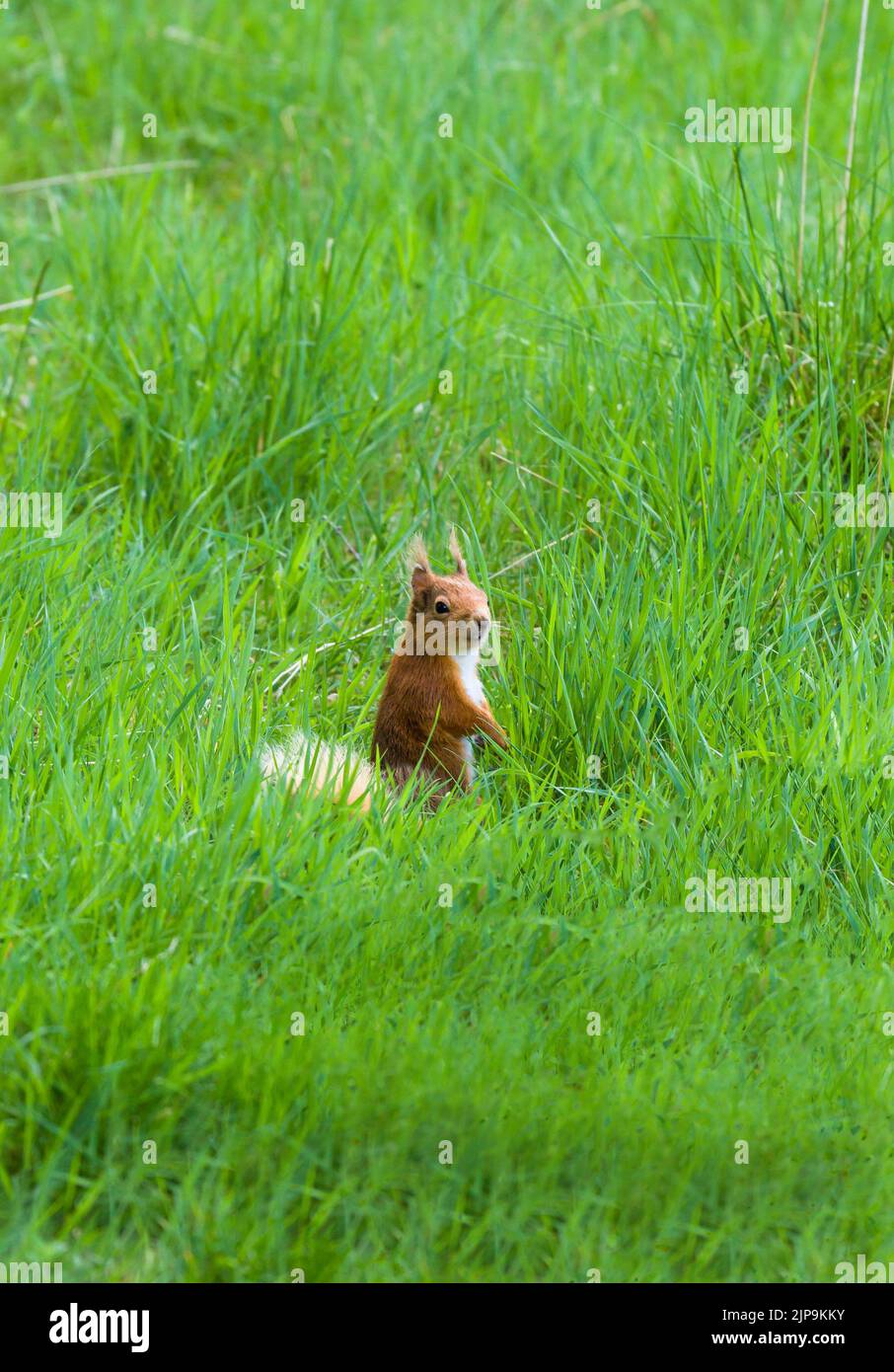 Red Squirrel (Sciurus vulgaris) sat in Meadow of long grass. Perthshire ...