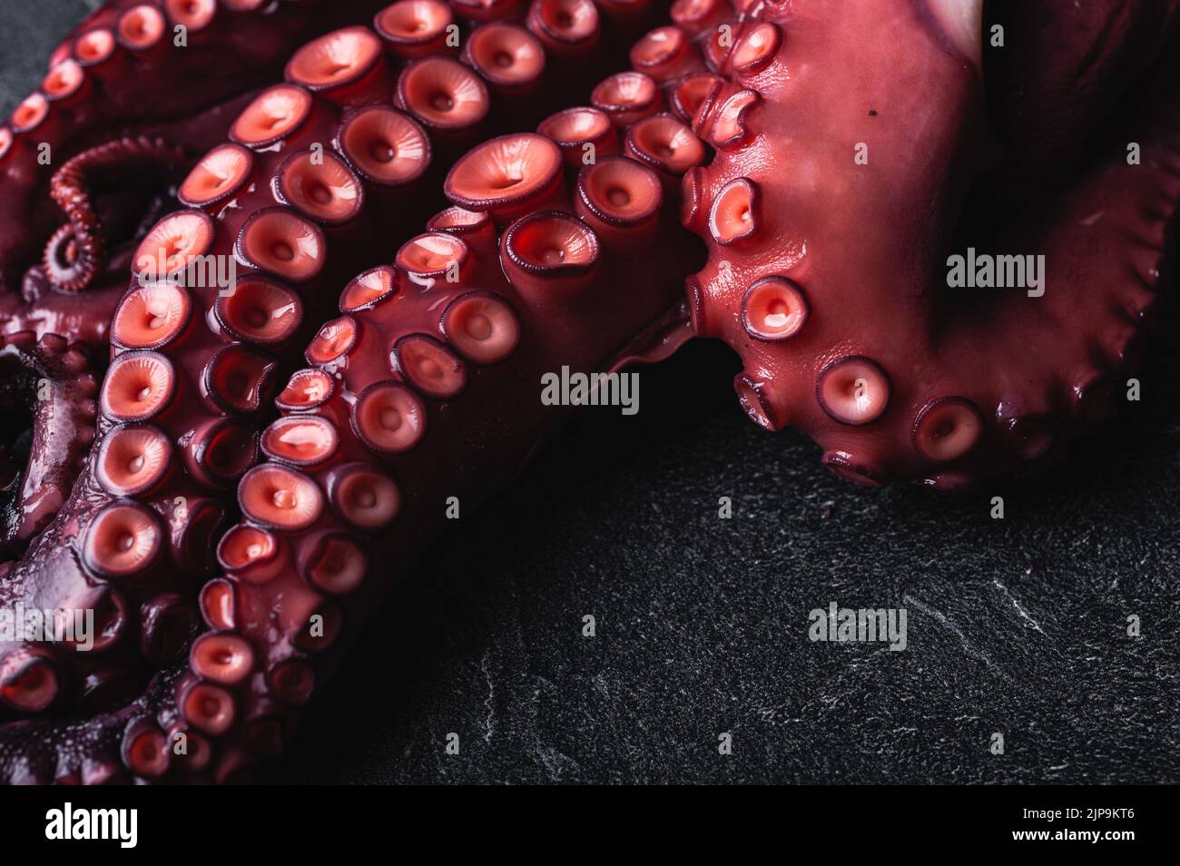 octopus, tentacle, krakenarm, pulpo, octopuses, tentacles Stock Photo ...