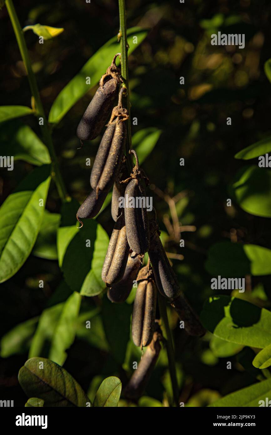 The vertical close-up view of the Decaisnea plant fruits with green ...