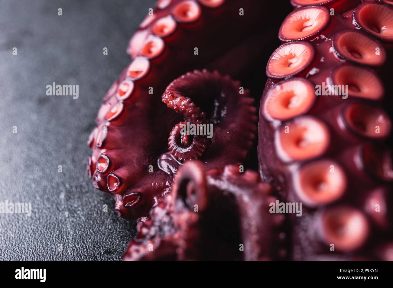 octopus, tentacle, krakenarm, pulpo, octopuses, tentacles Stock Photo ...