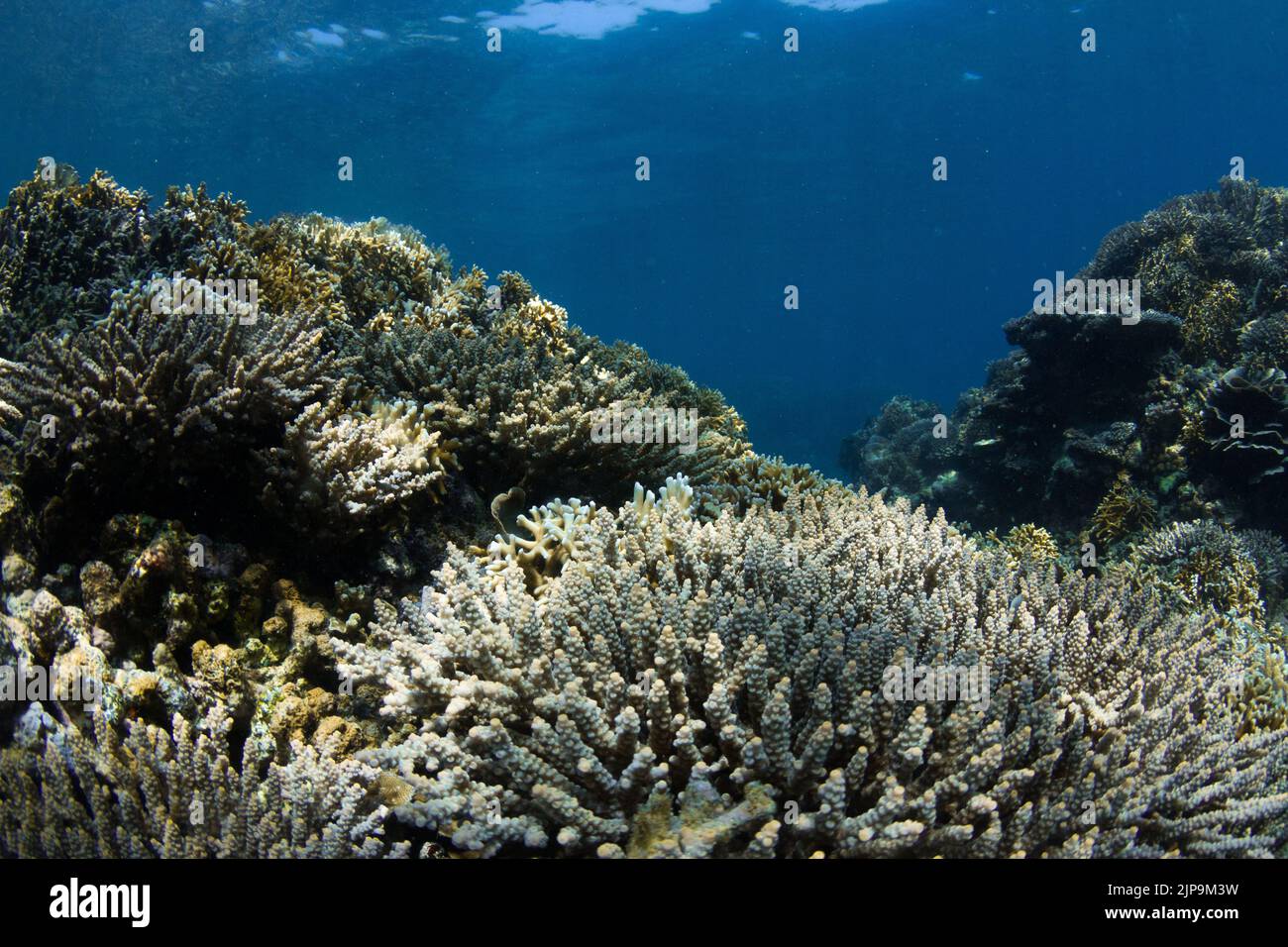 Seas reefs sea scenery hi-res stock photography and images - Alamy