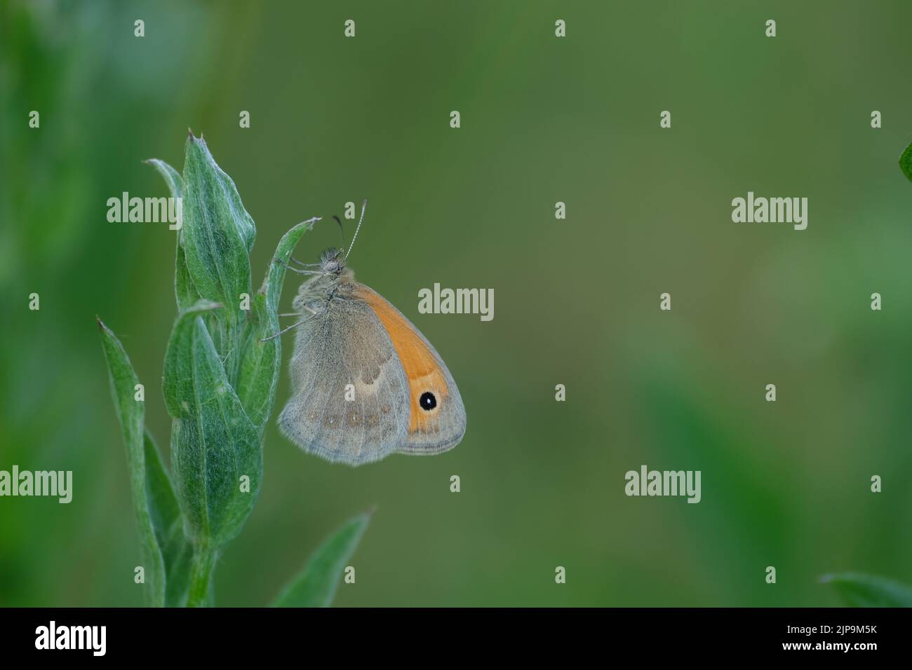 Small heath butterfly close up in nature on a plant, natural green ...
