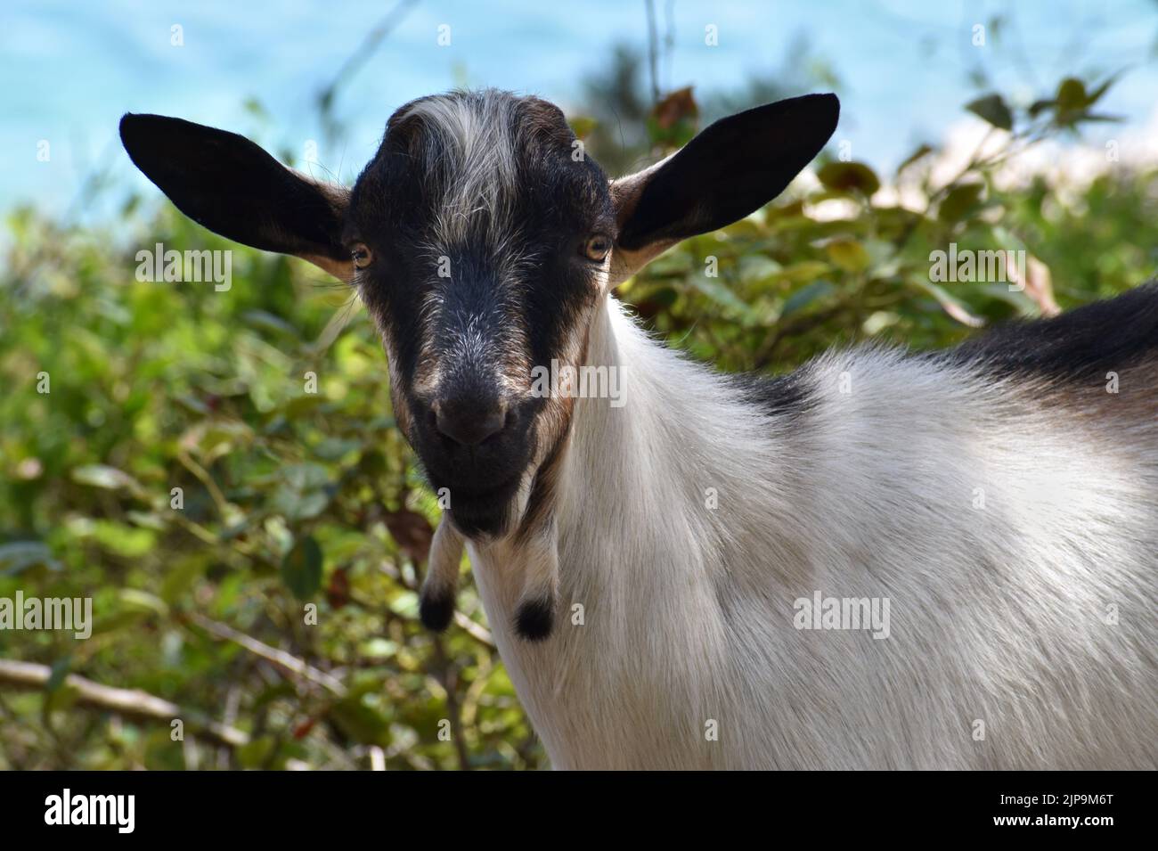 Croatian goat surrounded by green foliage looking at camera on the ...