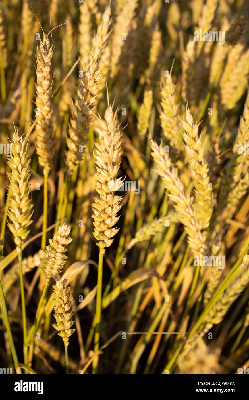 Wheat, rye field. Ears of golden wheat, rye close-up. Rural landscapes ...