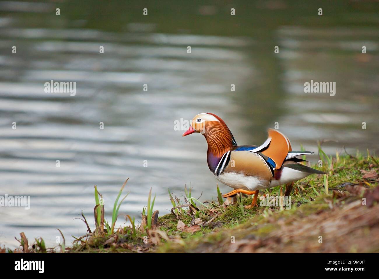 A beautiful male mandarin duck at the lake Stock Photo - Alamy