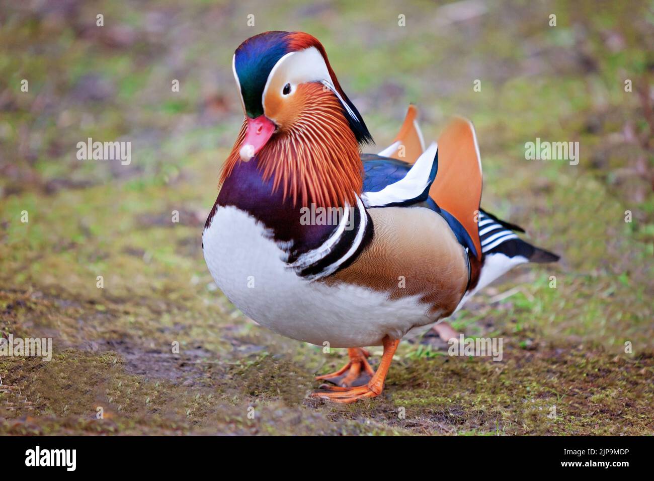 A beautiful male mandarin duck at the lake Stock Photo - Alamy