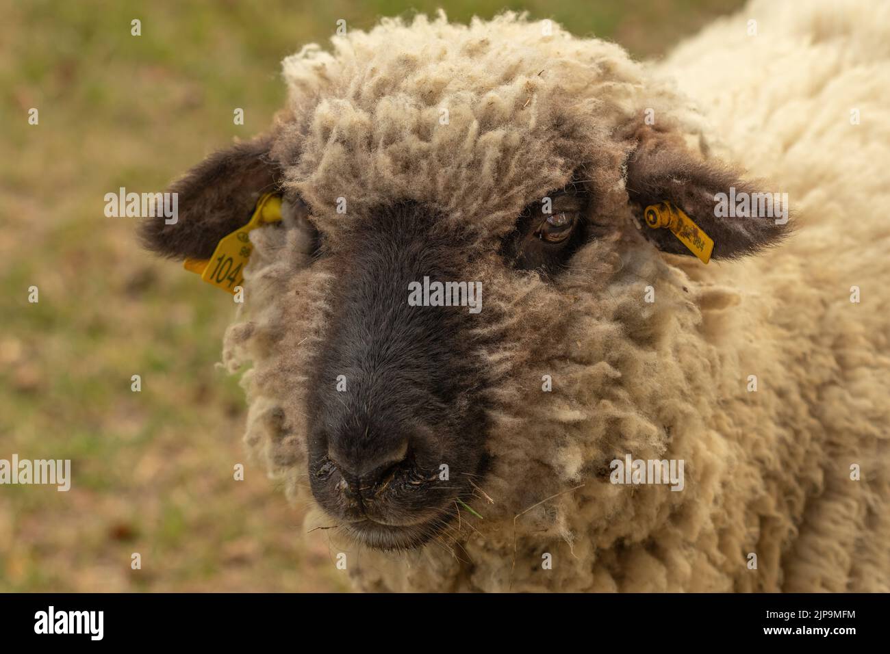 Single sheep in grazing field hi-res stock photography and images - Alamy