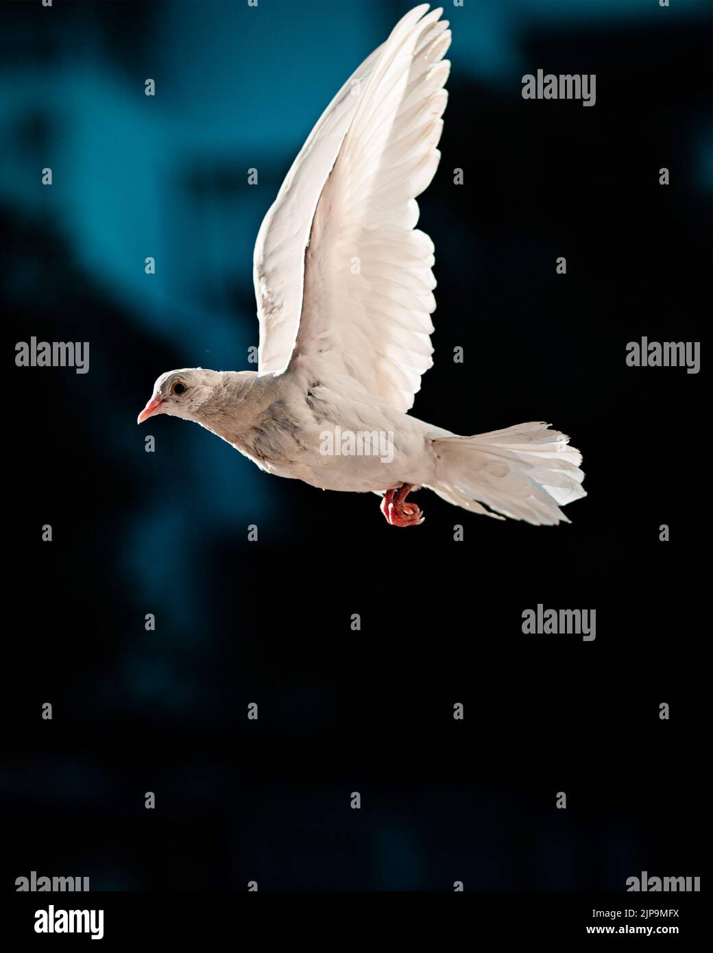 dove, peace dove, im flug, doves, peace doves Stock Photo - Alamy