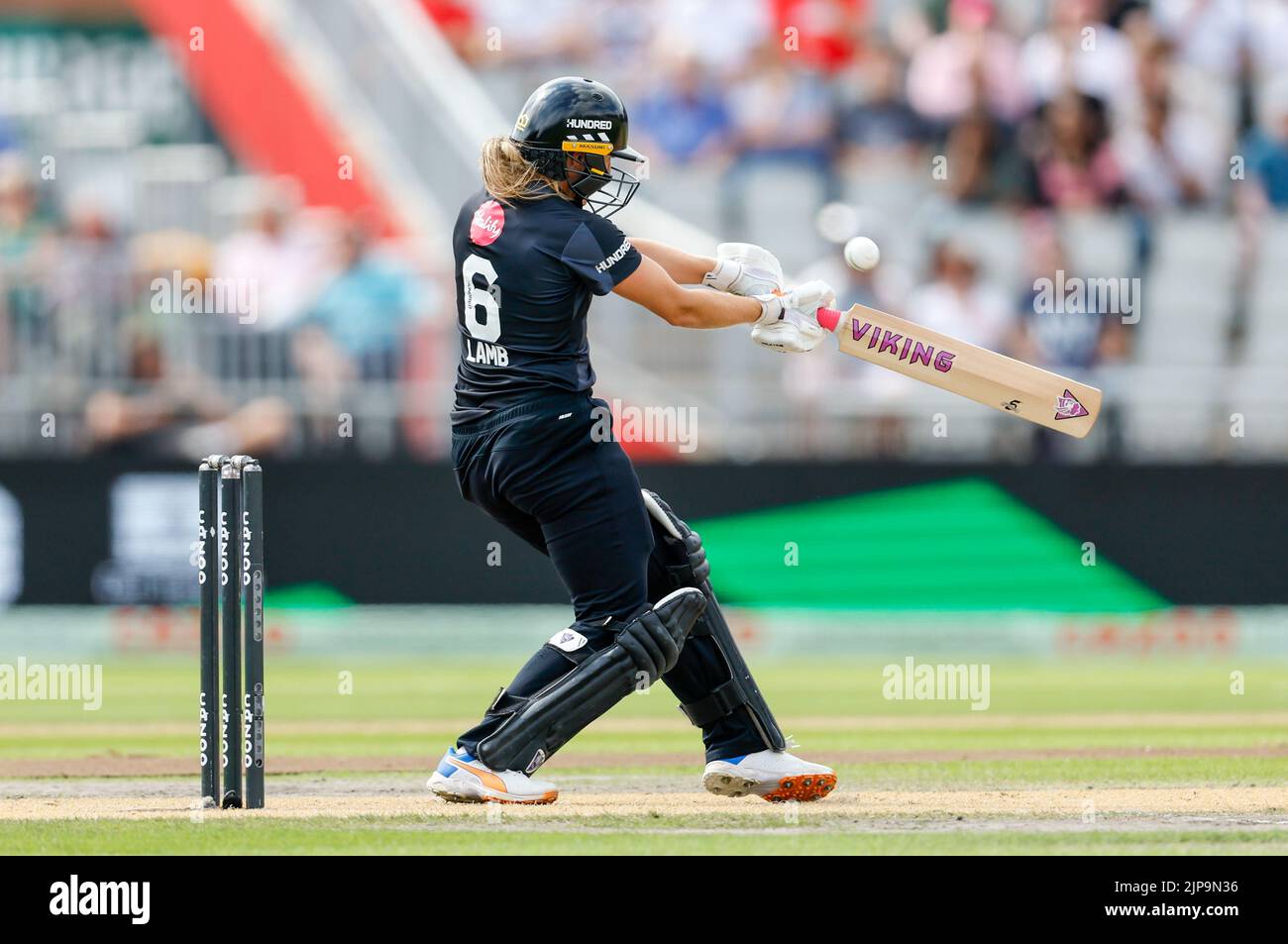 Cricket lamb hi-res stock photography and images - Alamy