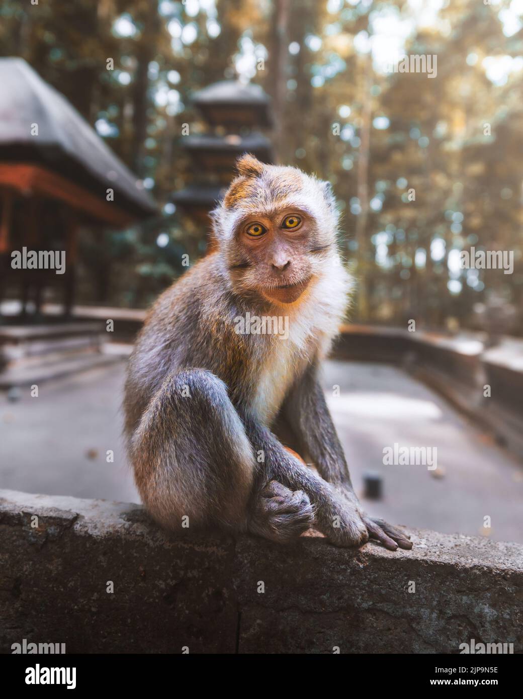 monkey, crab eating macaque, monkeys, primates, crab-eating macaques ...