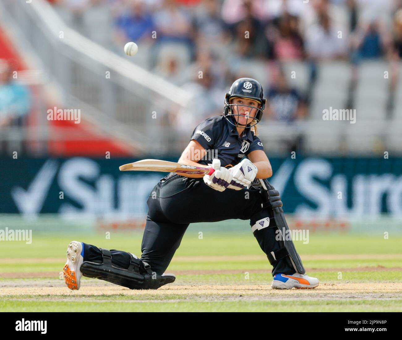 Cricket lamb hi-res stock photography and images - Alamy