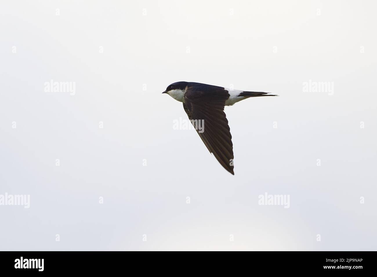 Common house martin bird in flight (Delichon urbicum Stock Photo - Alamy