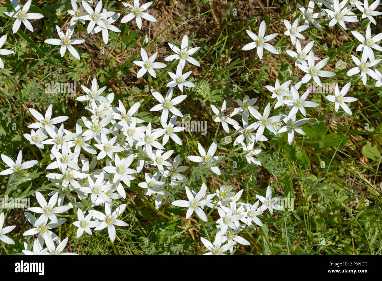 Lance shaped leaves hi-res stock photography and images - Alamy