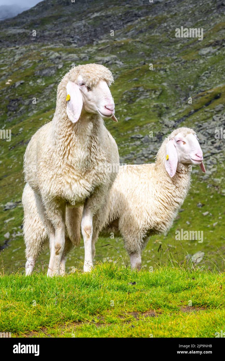 Cute white alpine sheeps on mountain pasture Stock Photo - Alamy