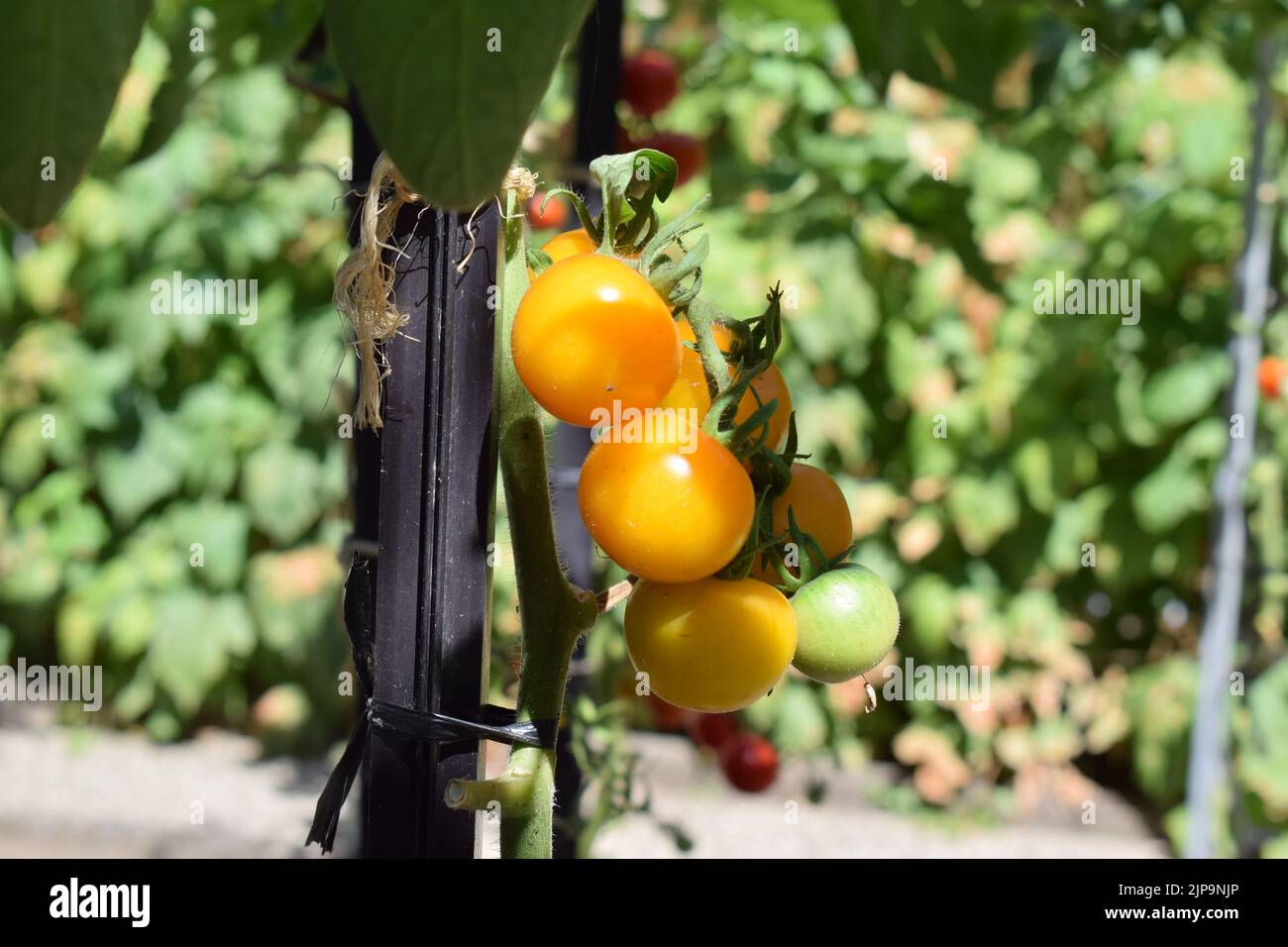 View tomato plants hi-res stock photography and images - Alamy