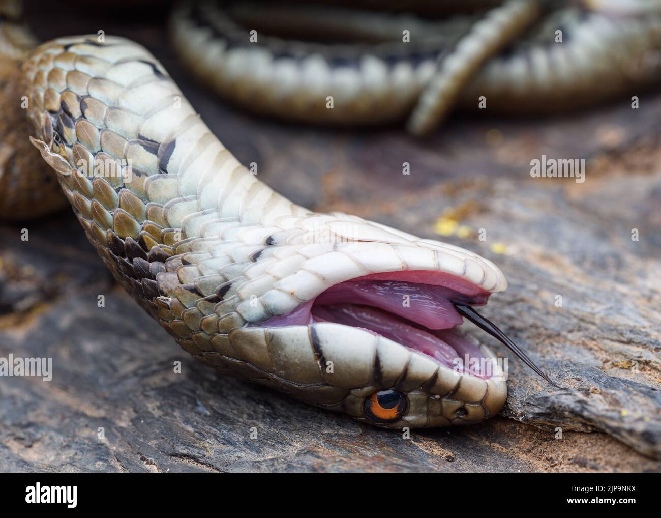 grass snake, totstellen, totstellreflex, natrix astreptophora, grass ...