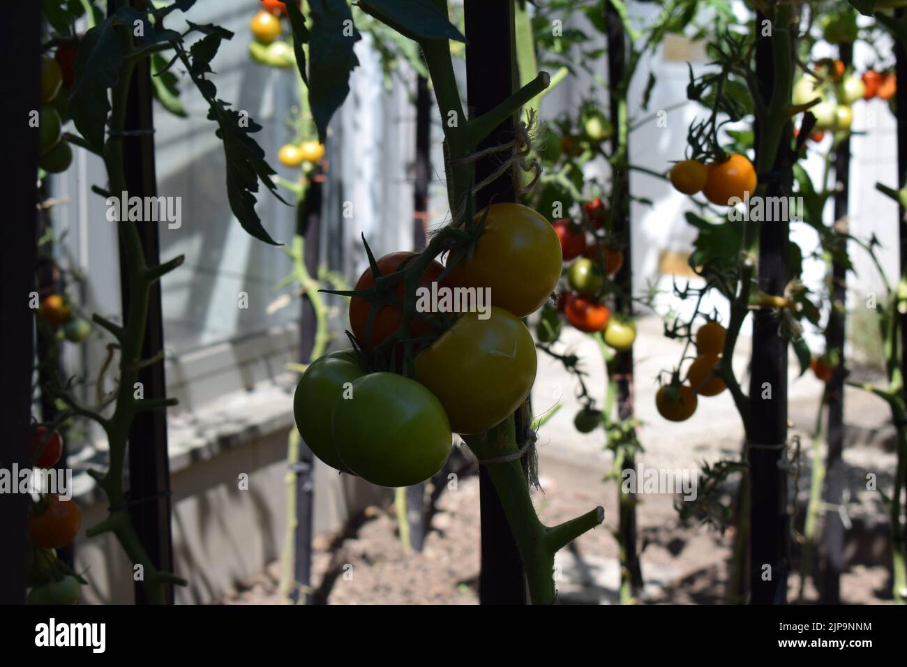 tomato in a small garden Stock Photo - Alamy