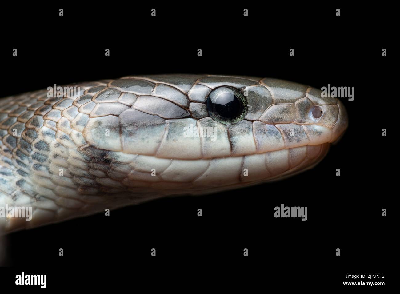 Snake head hi-res stock photography and images - Alamy