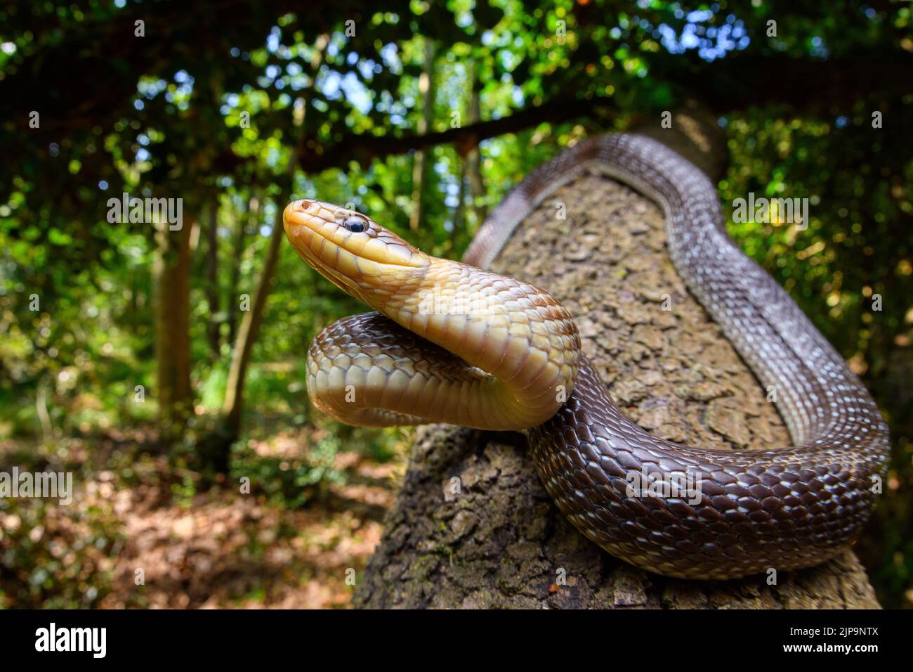 Colubrids hi-res stock photography and images - Alamy