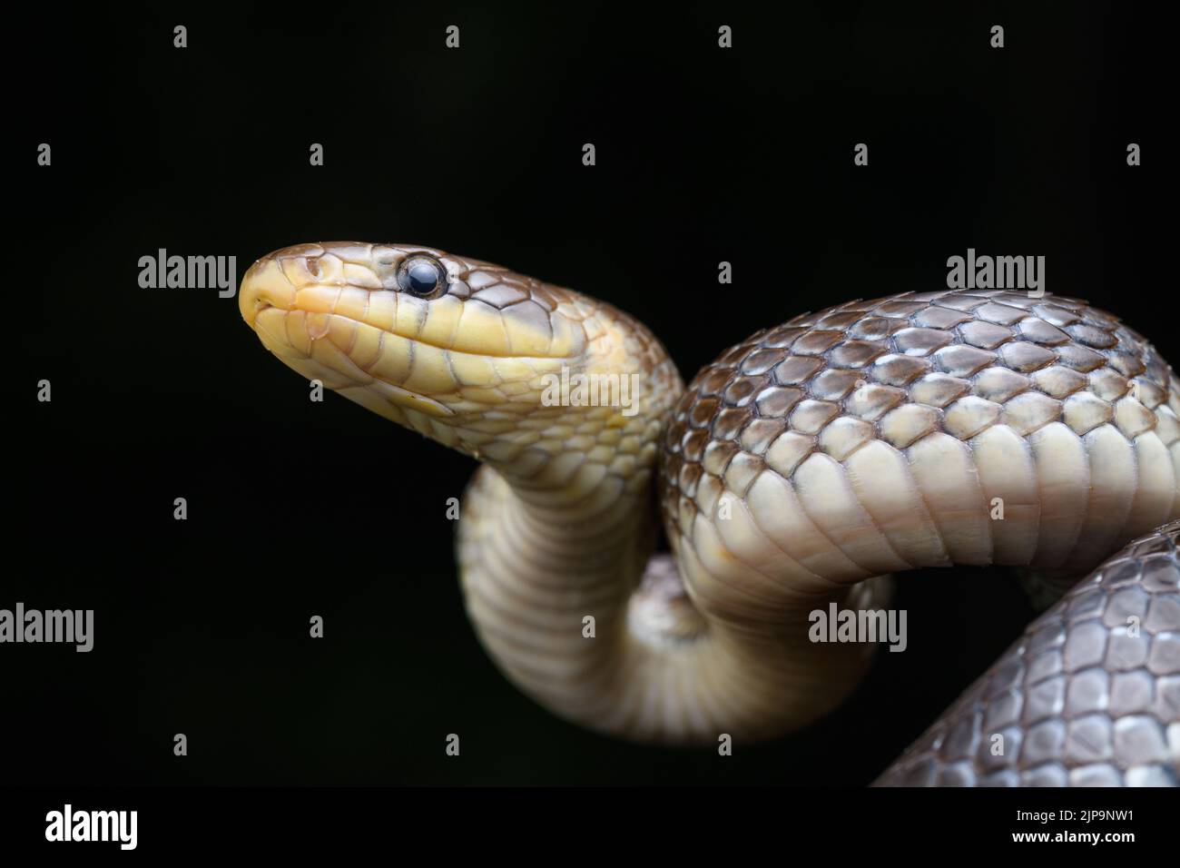 Aesculapian snakes hi-res stock photography and images - Alamy