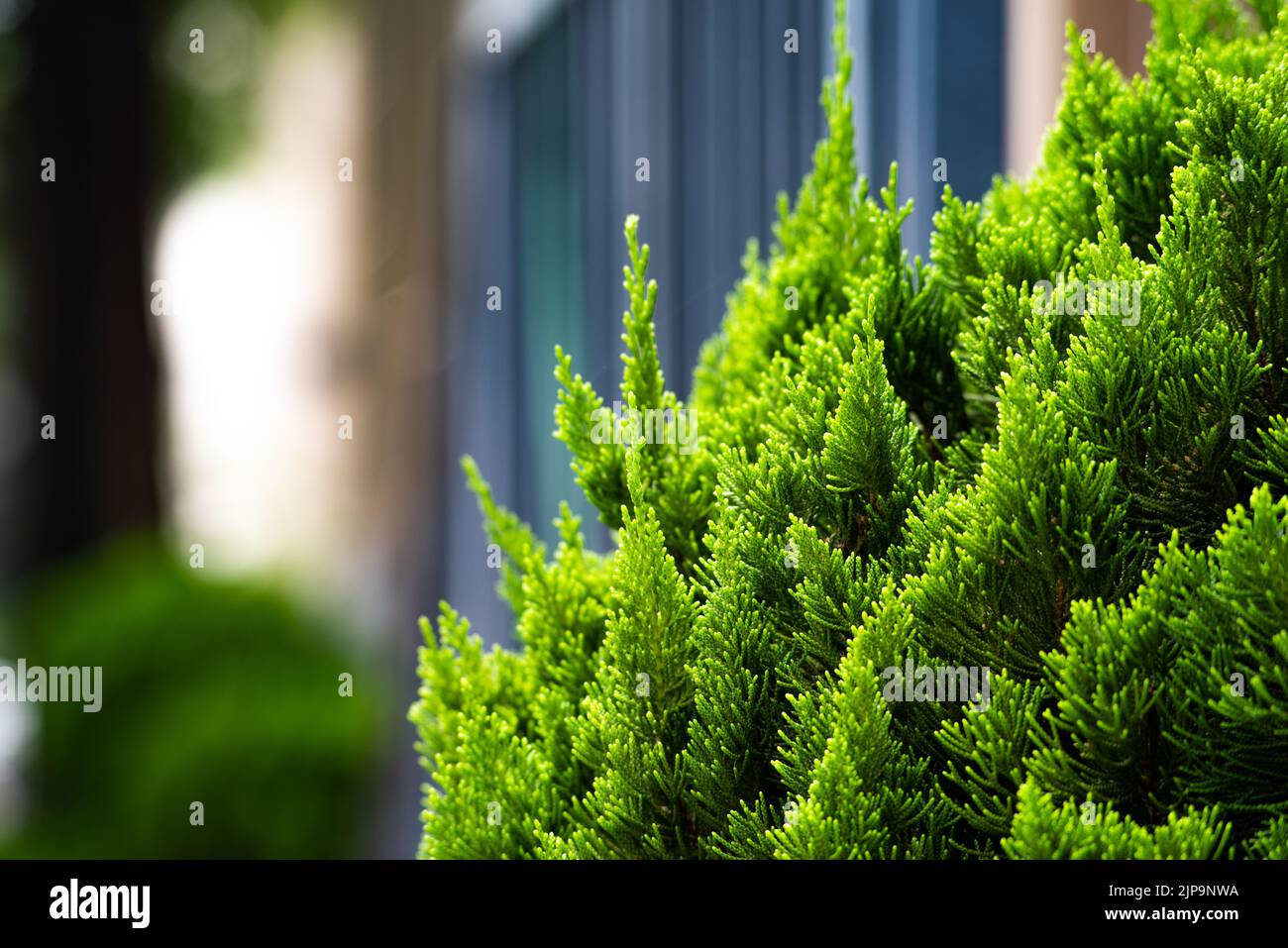 Thuja cypress evergreen coniferous plant hi-res stock photography and ...