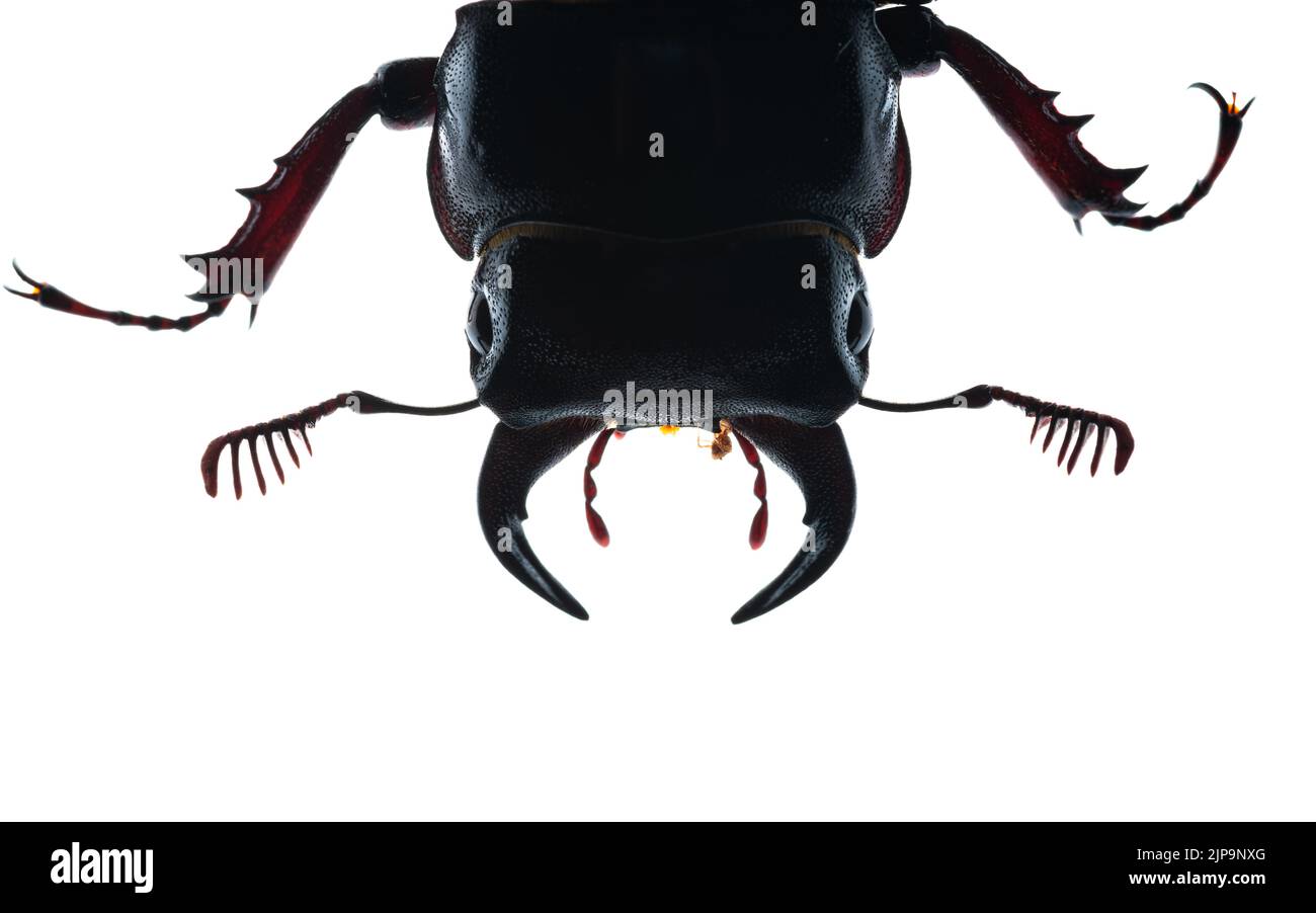 Beetles head hi-res stock photography and images - Alamy