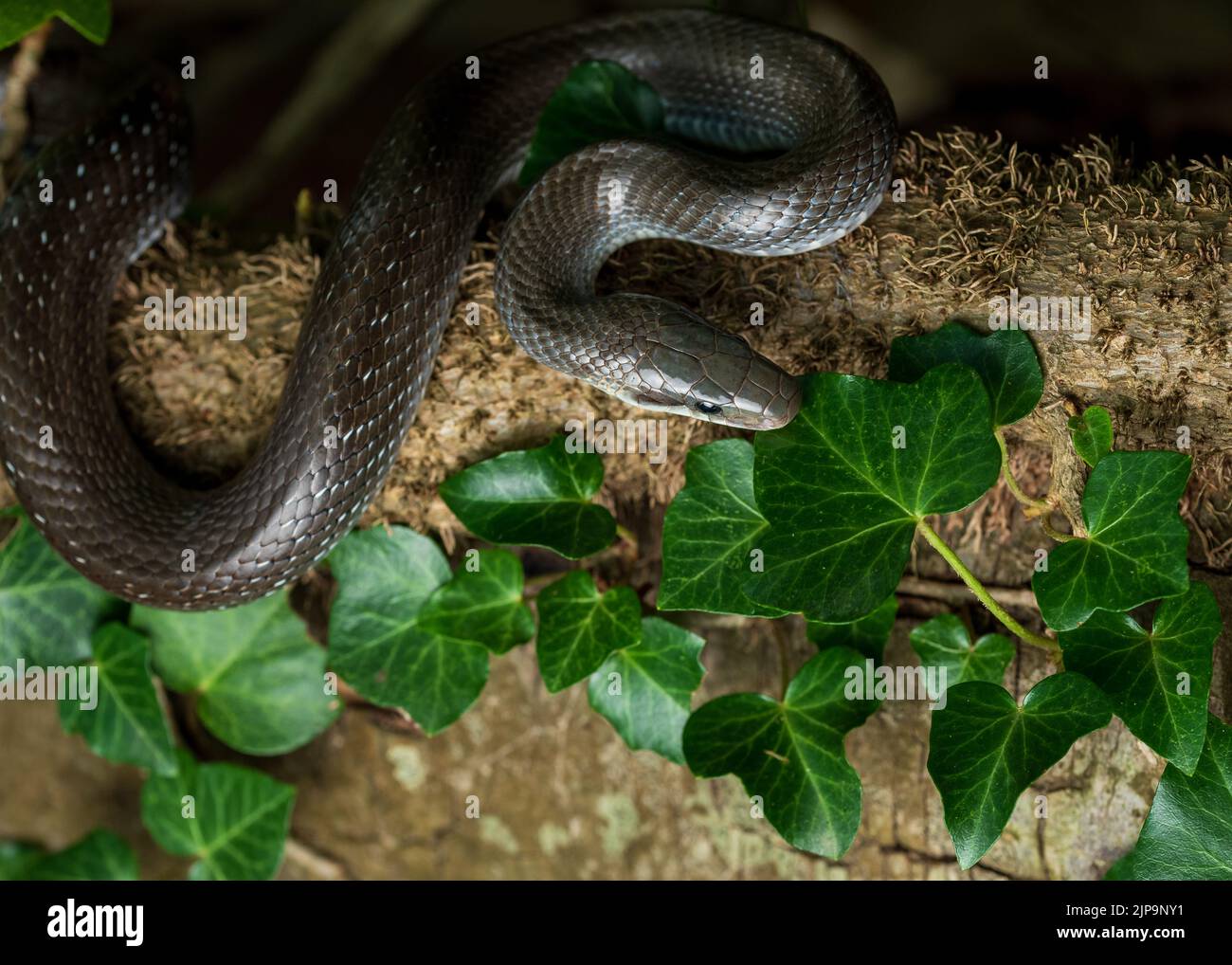 Snakes from above hi-res stock photography and images - Alamy