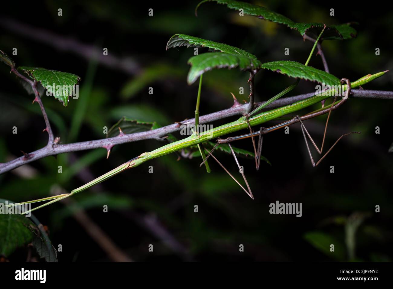 camouflage, phasmatodea, bacillus rossius, camouflages Stock Photo - Alamy