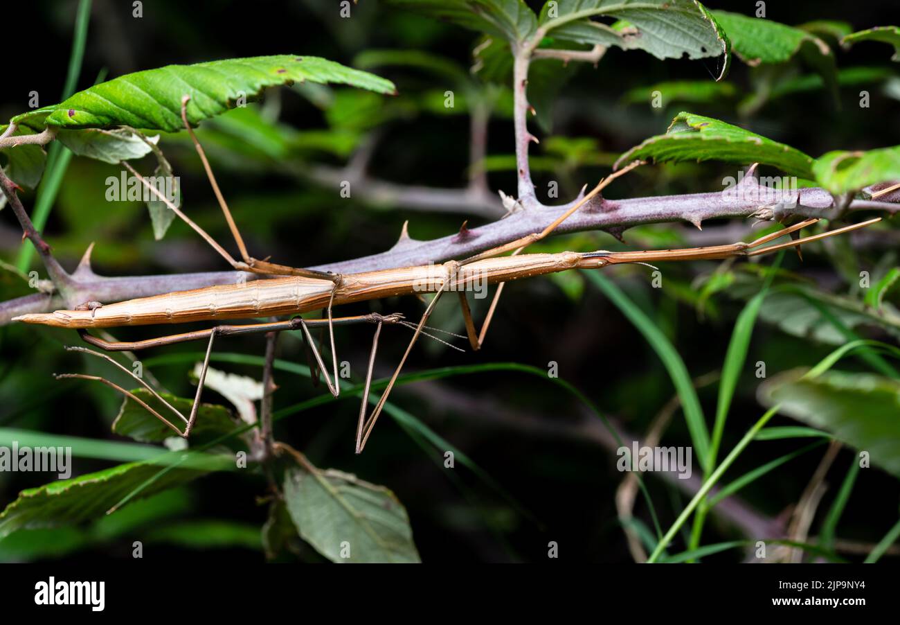 camouflage, branch, phasmatodea, bacillus rossius, camouflages, branchs ...