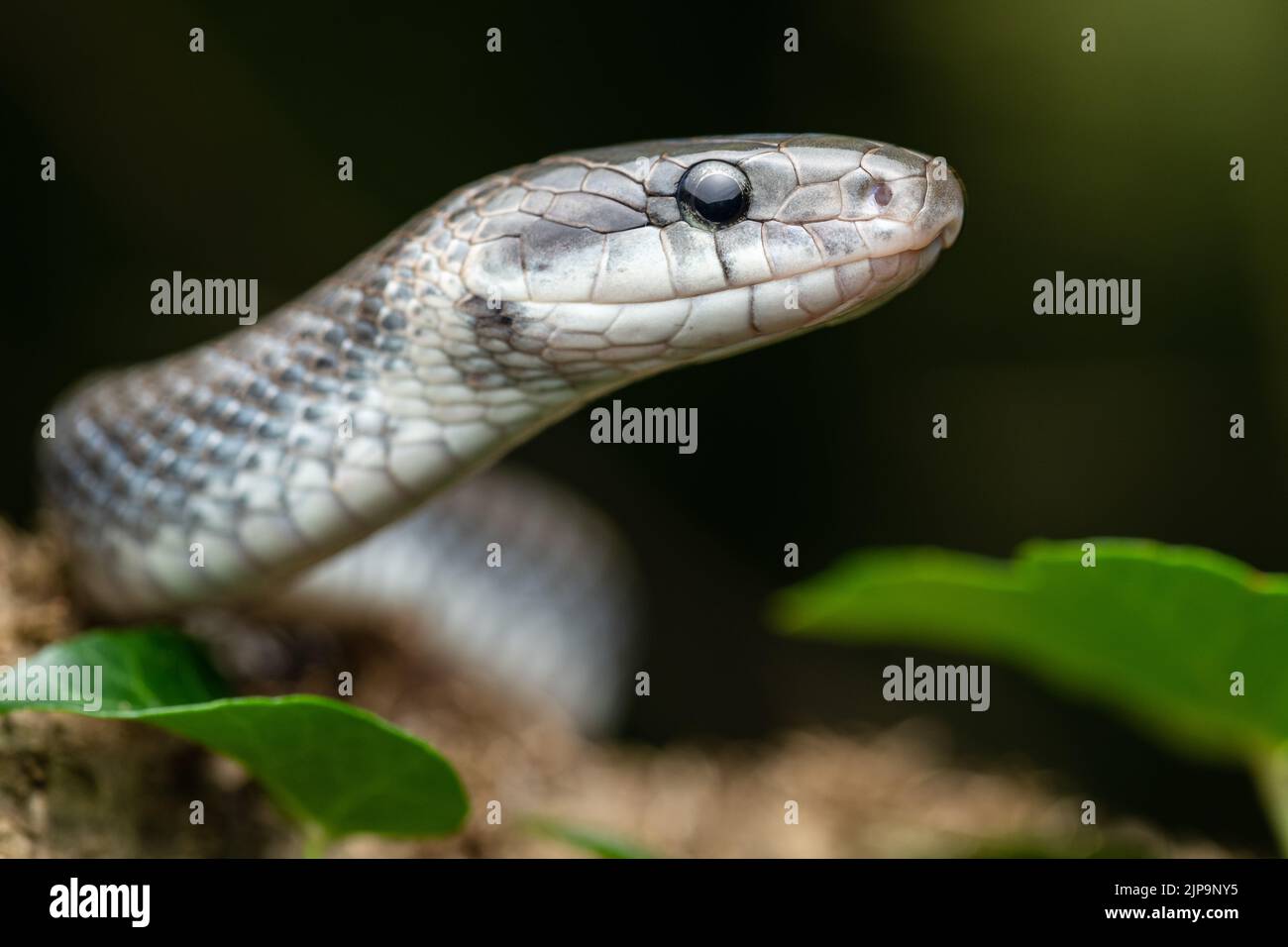 Colubrids hi-res stock photography and images - Alamy