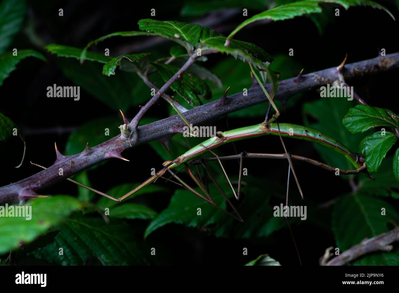phasmatodea, bacillus rossius Stock Photo - Alamy