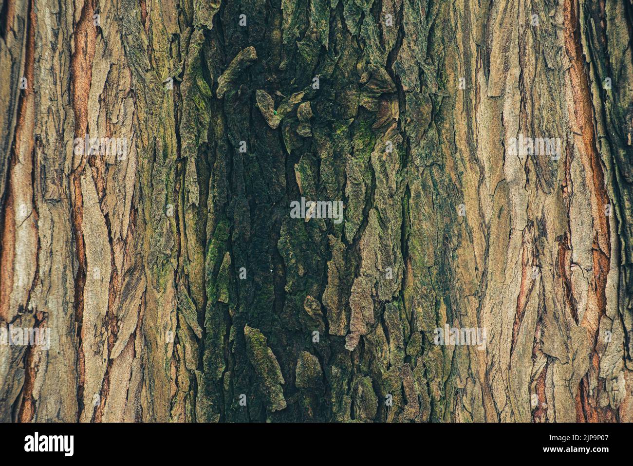 Texture shot of brown tree bark, filling the frame Stock Photo - Alamy