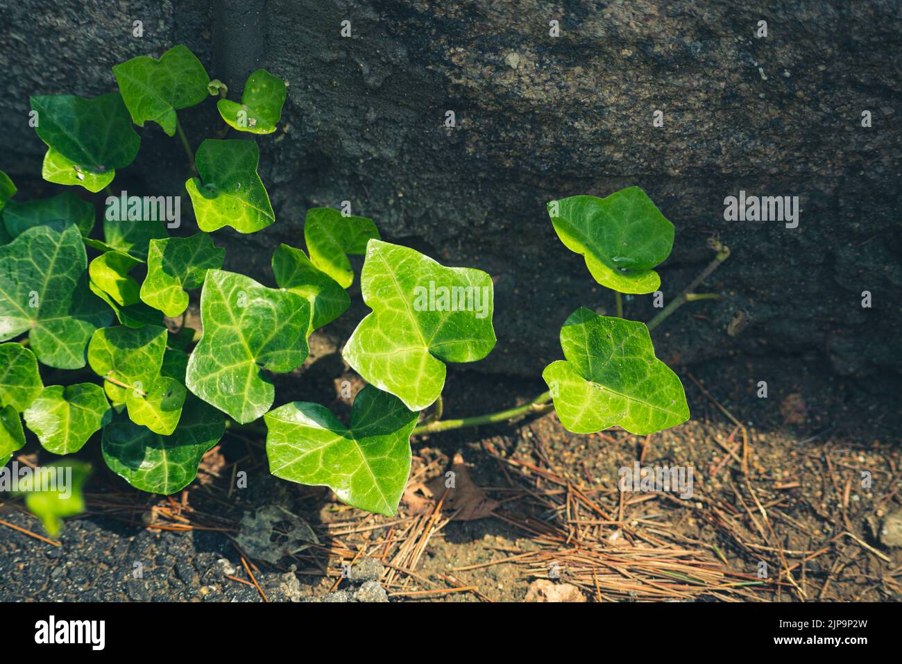 Green ivy on the vine,Close-up of green ivy climbing up an old brick ...