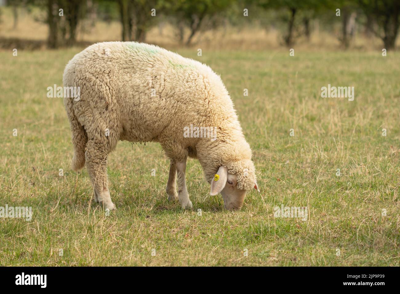 Muster field hi-res stock photography and images - Alamy