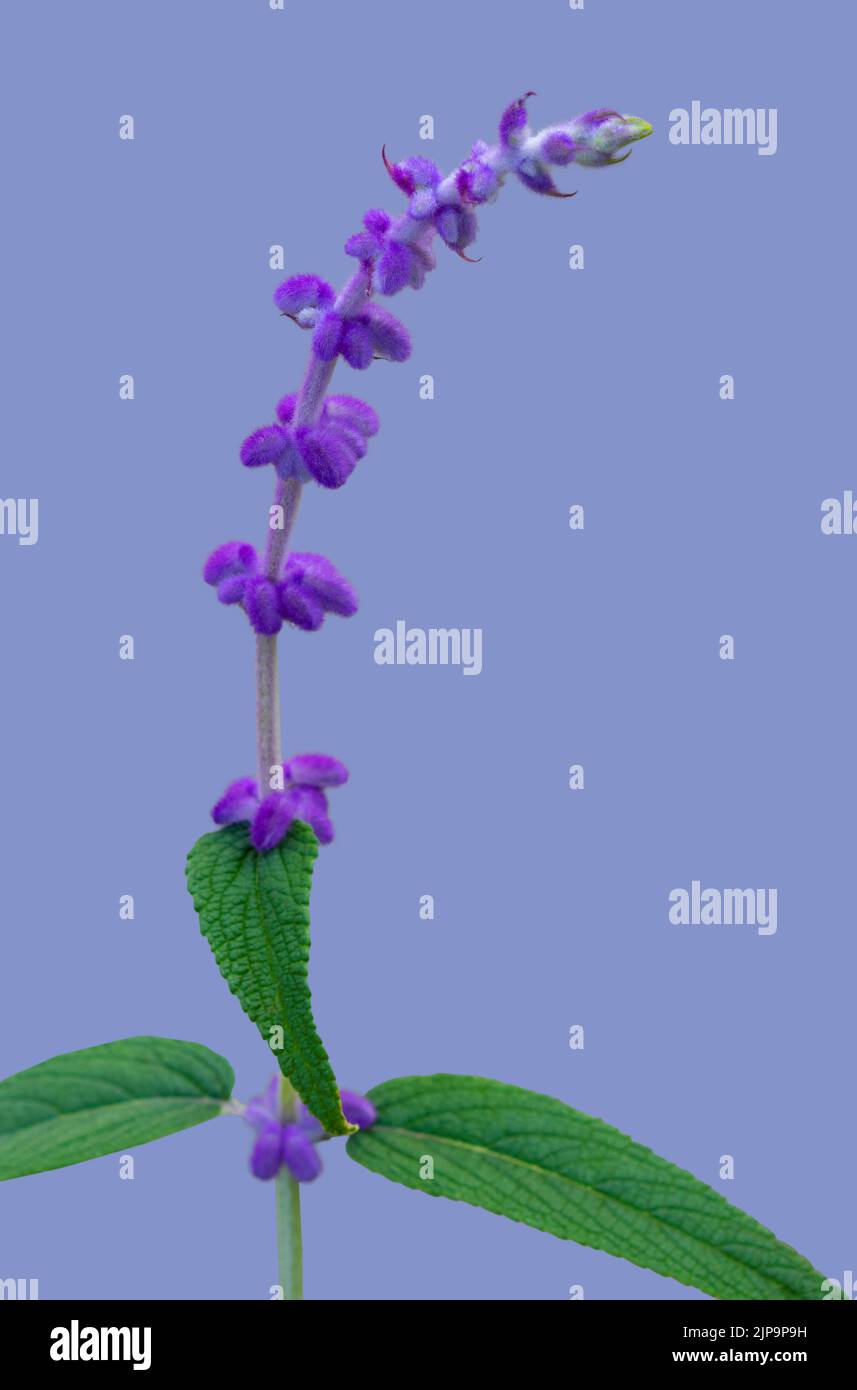 Small violet flowers that bloom in early winter, It is a flower with ...