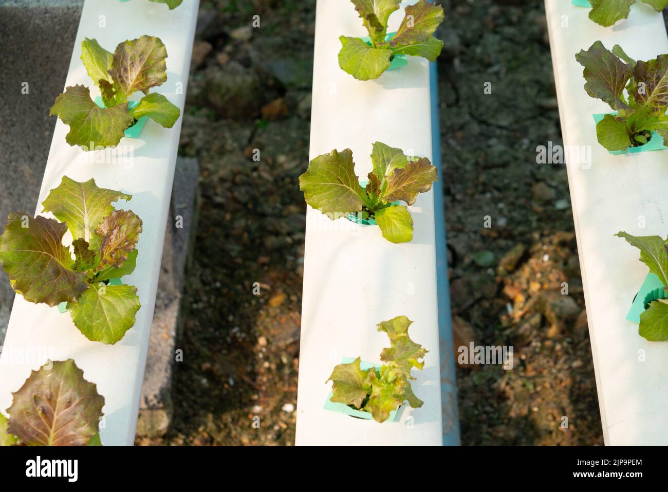 Hydrophonic lettuce cultivation in a new lettuce farm Stock Photo - Alamy