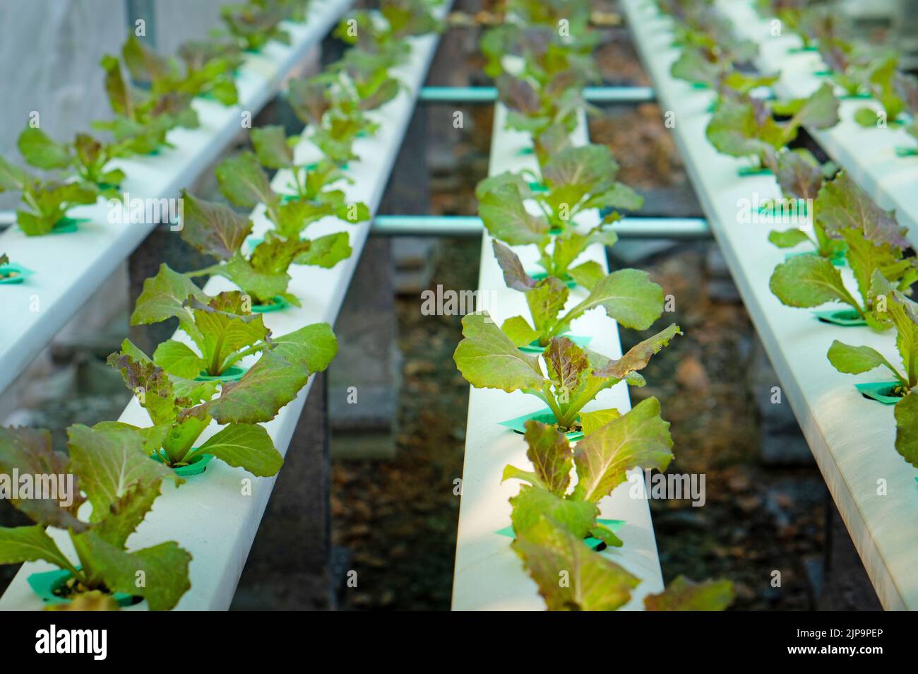 Hydrophonic lettuce cultivation in a new lettuce farm Stock Photo - Alamy