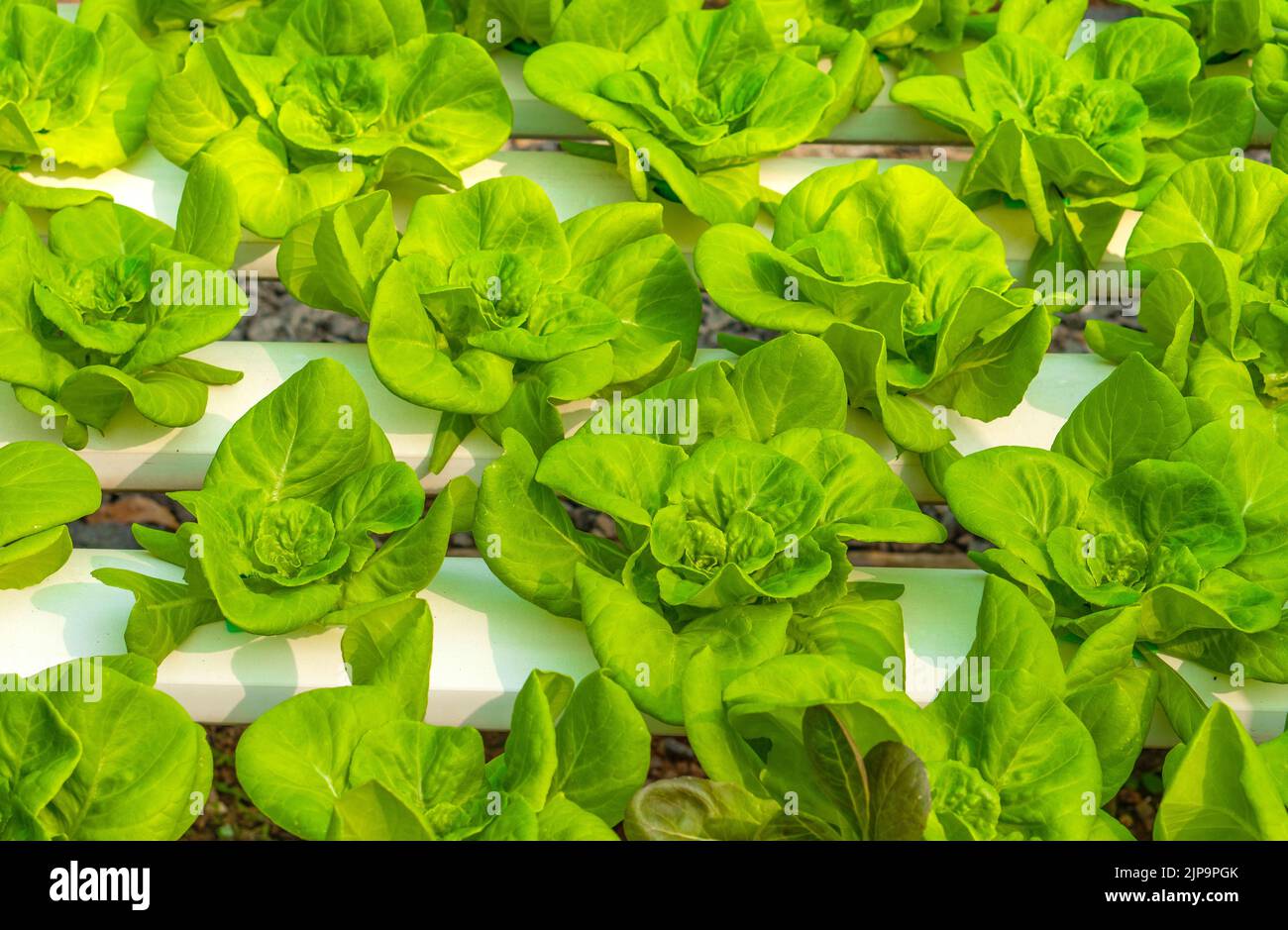 Hydrophonic lettuce cultivation in a new lettuce farm Stock Photo - Alamy